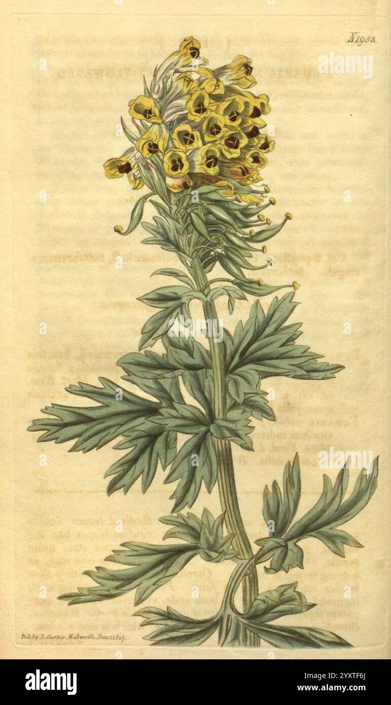 Papaveraceae File:Papaver Somniferum 'Opium Poppy' (Papaveraceae)