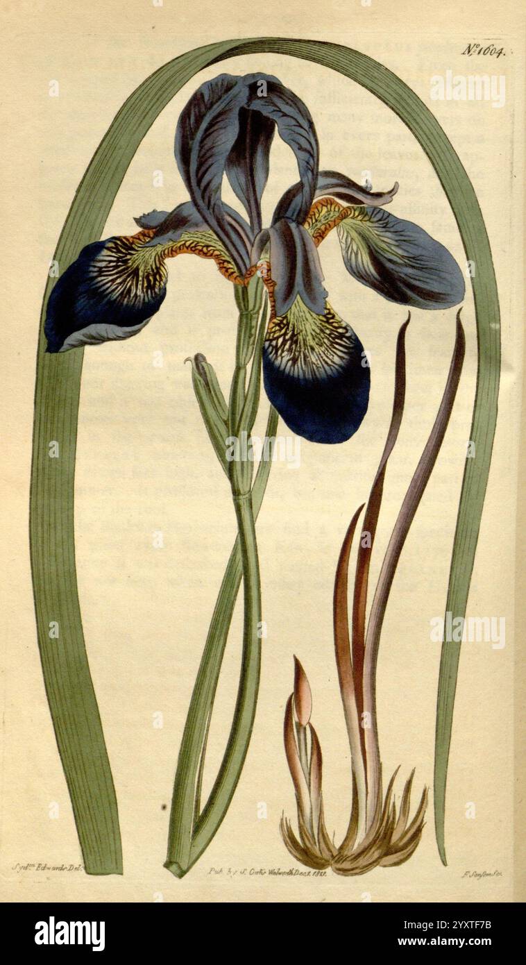 Curtis's Botanical Magazine London, New York Botanical Illustration ...