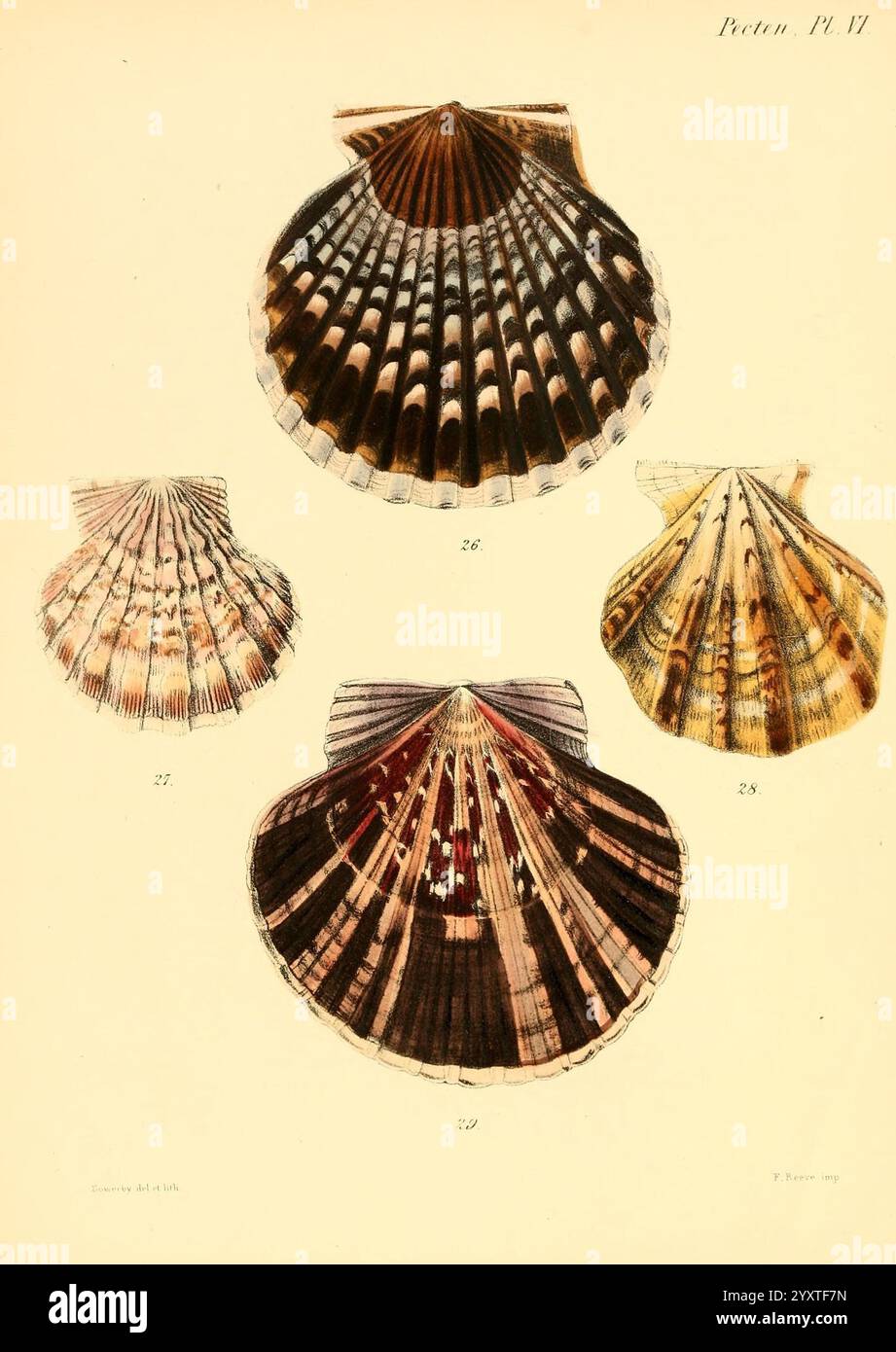 Lower right shell captures attention hi-res stock photography and ...