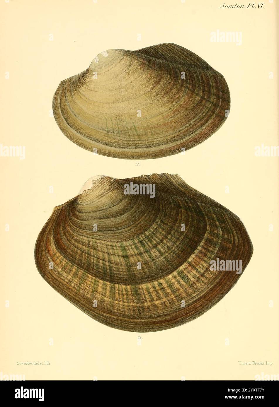 Upper shell exhibits hi-res stock photography and images - Alamy