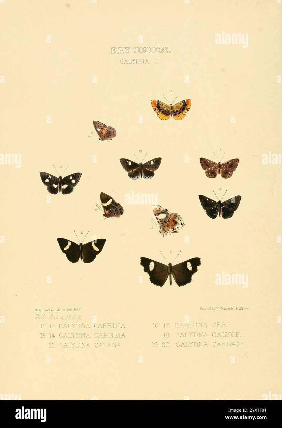 Illustrations of new species of exotic butterflies, London, John Van ...