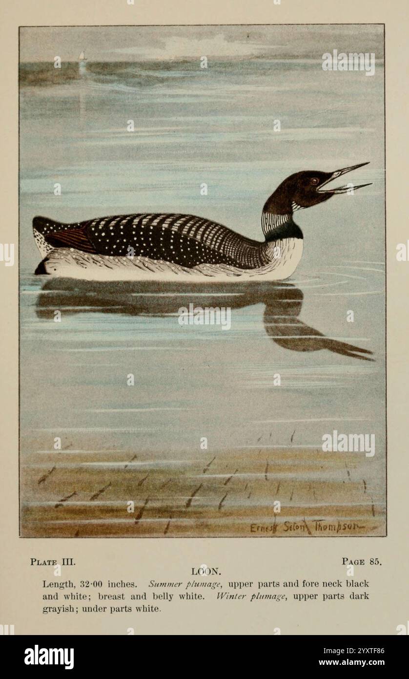 Bird-life, a guide to the study of our common birds, New York, Appleton ...
