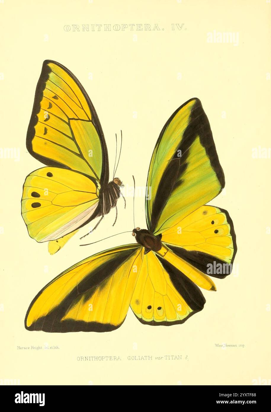 Horace knight ornithoptera goliath var titan hi-res stock photography ...