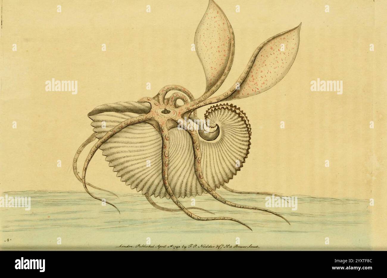 Descriptions illustrations of mollusks mollusks pictorial works, An ...