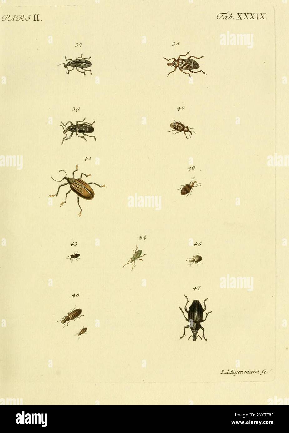 J. E. Voet M. Doct Catalogus Systematicus Coleopterorum La Haye Chez G ...