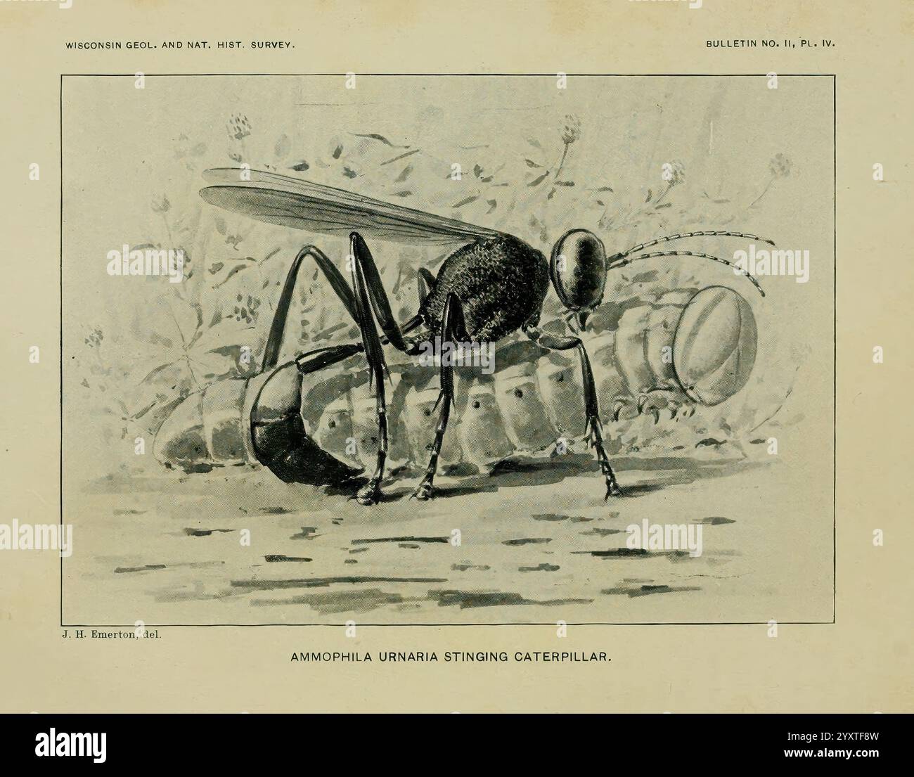 On the instincts and habits of the solitary wasps, Madison, Wis, Pub ...