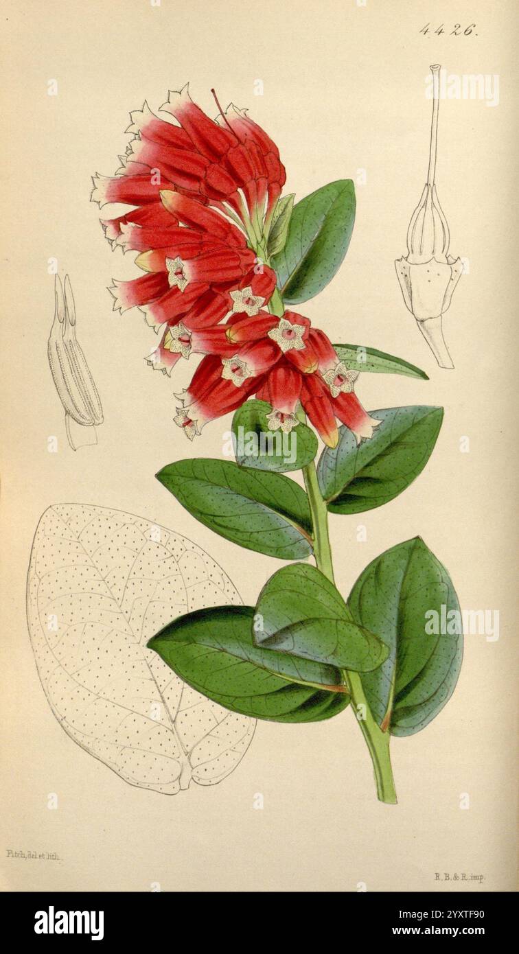 Sketches of dissected flowers hi-res stock photography and images - Alamy