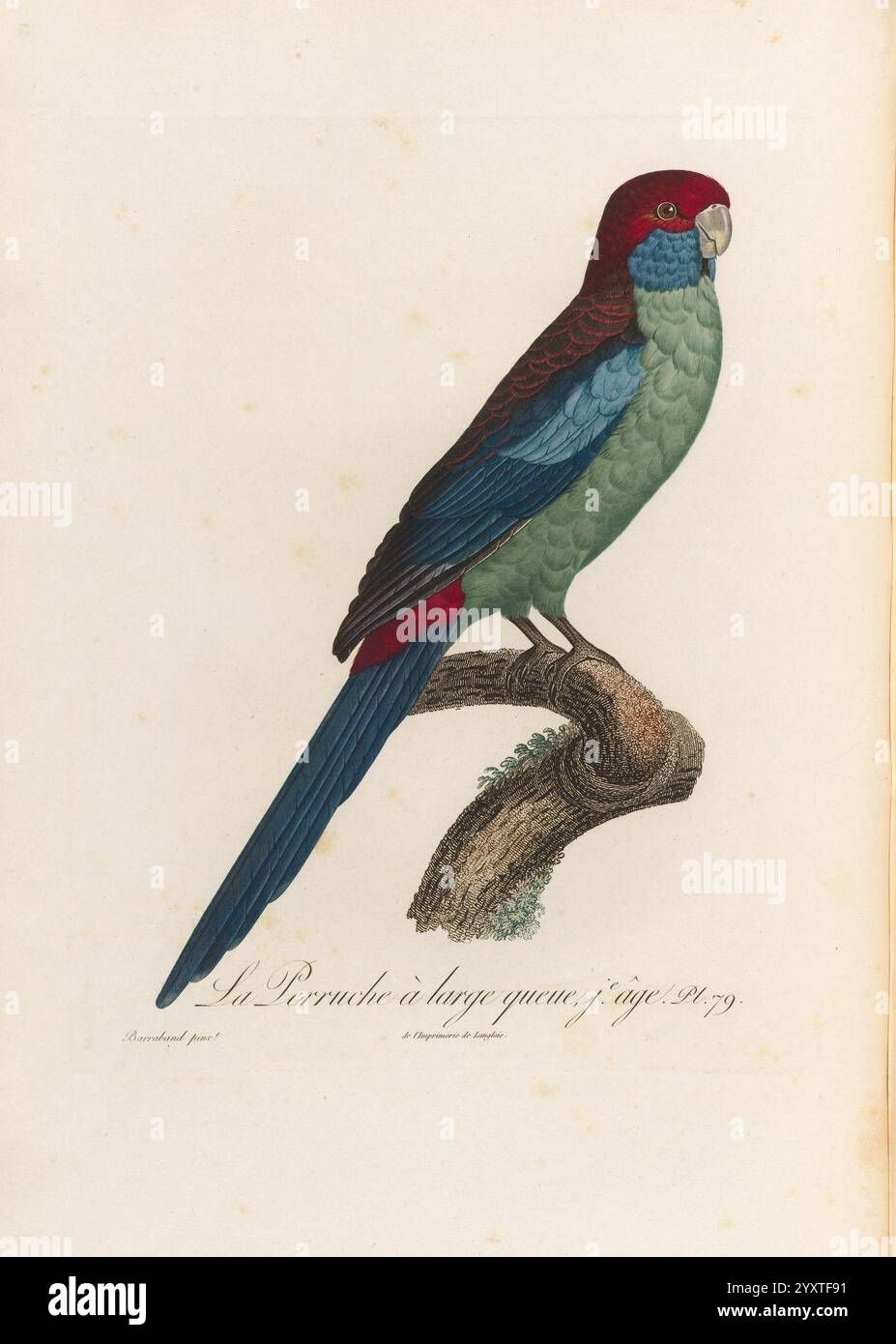 Parrots graceful form hi-res stock photography and images - Alamy