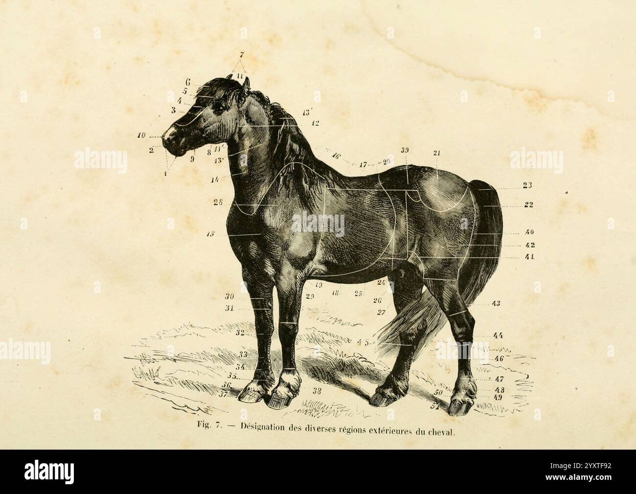 Understanding horse anatomy hi-res stock photography and images - Alamy