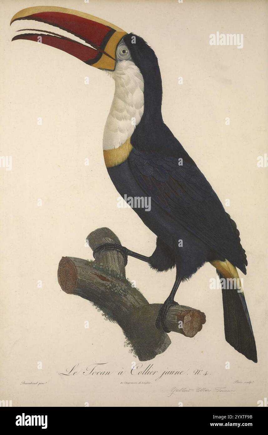 Histoire naturelle des oiseaux de paradis et des rolliers, Paris, Chez ...