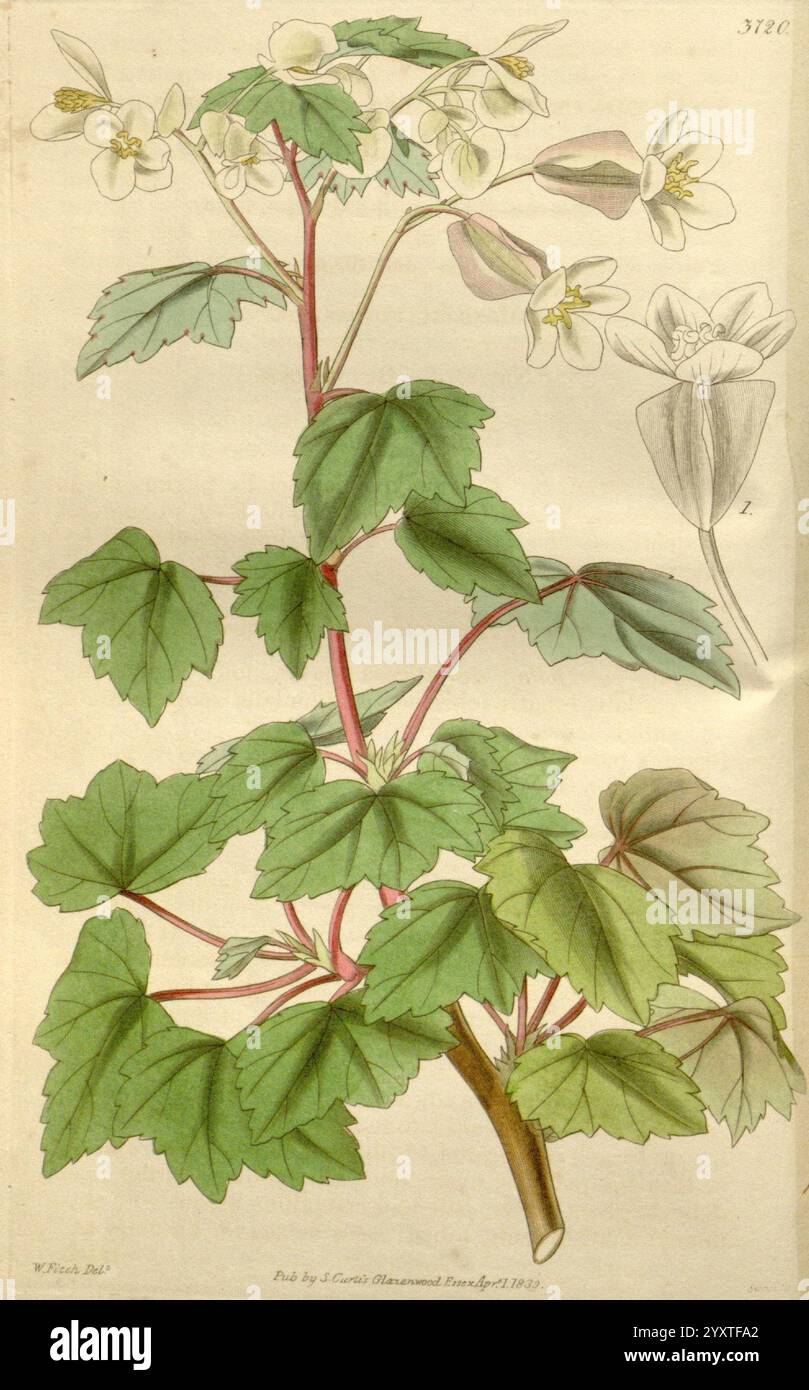 Curtis's botanical magazine, London, New York, botany, periodicals ...