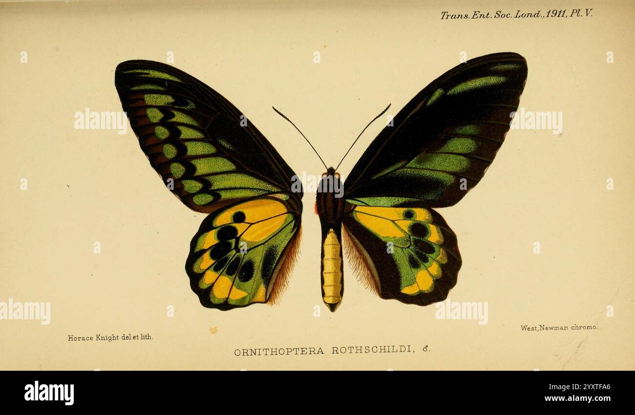 Transactions of the Entomological Society of London, London, The ...