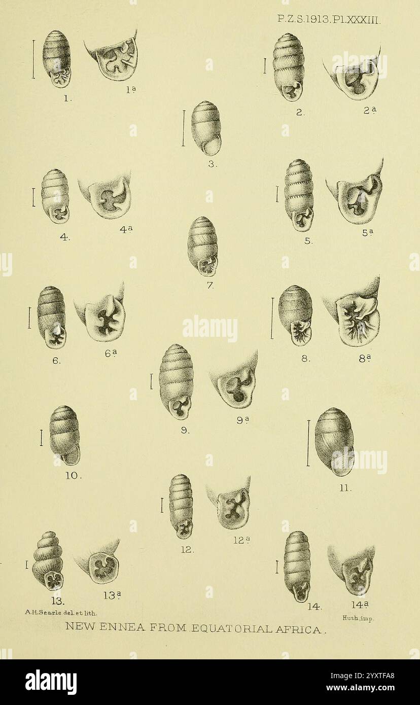 Specific types of snails hi-res stock photography and images - Alamy