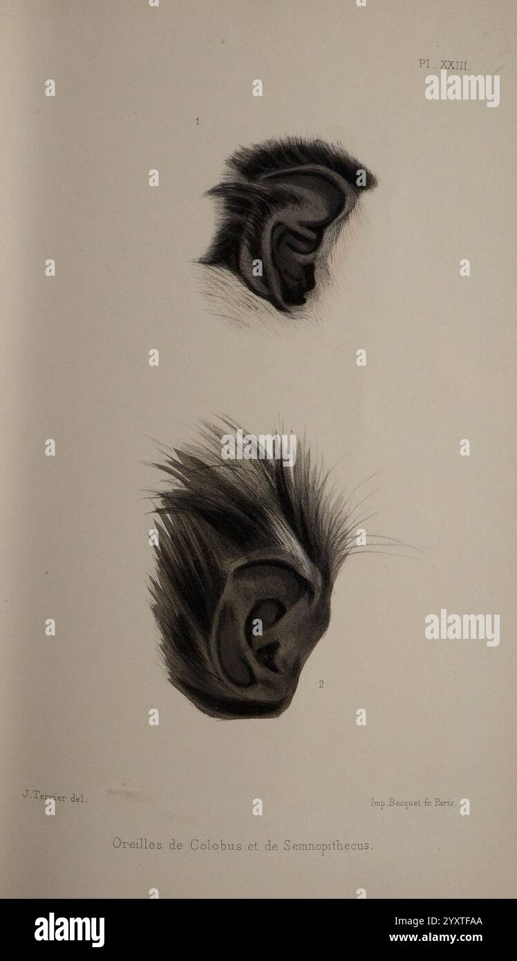 Two different primate species hi-res stock photography and images - Alamy