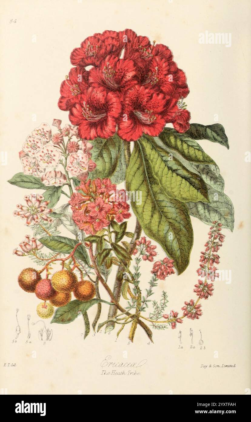 Highlighting various plants hi-res stock photography and images - Alamy