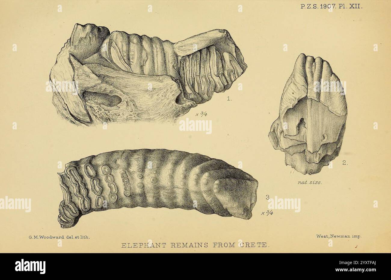 Proceedings of the Zoological Society of London, London, Academic Press ...