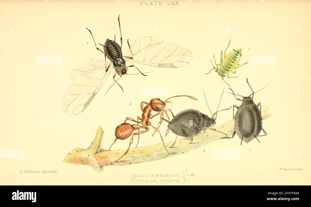 Monograph of the British aphides London, 1876-83, aphids, Great Britain ...