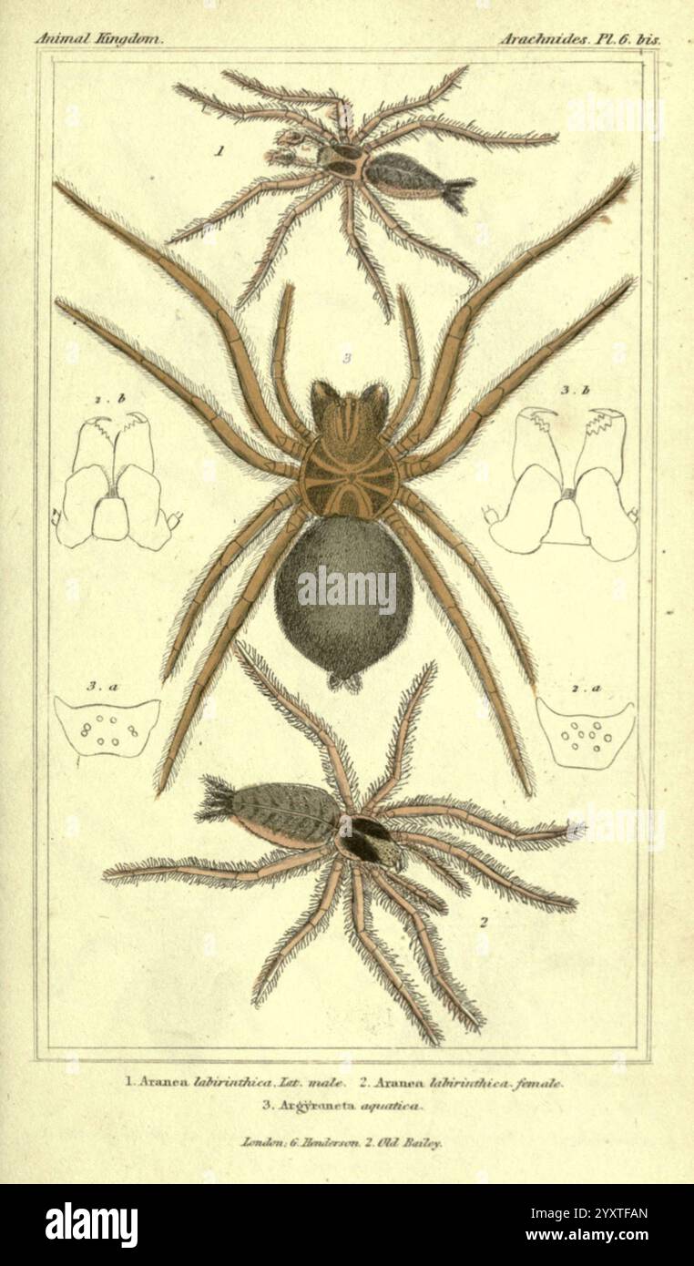Understanding spider morphology hi-res stock photography and images - Alamy