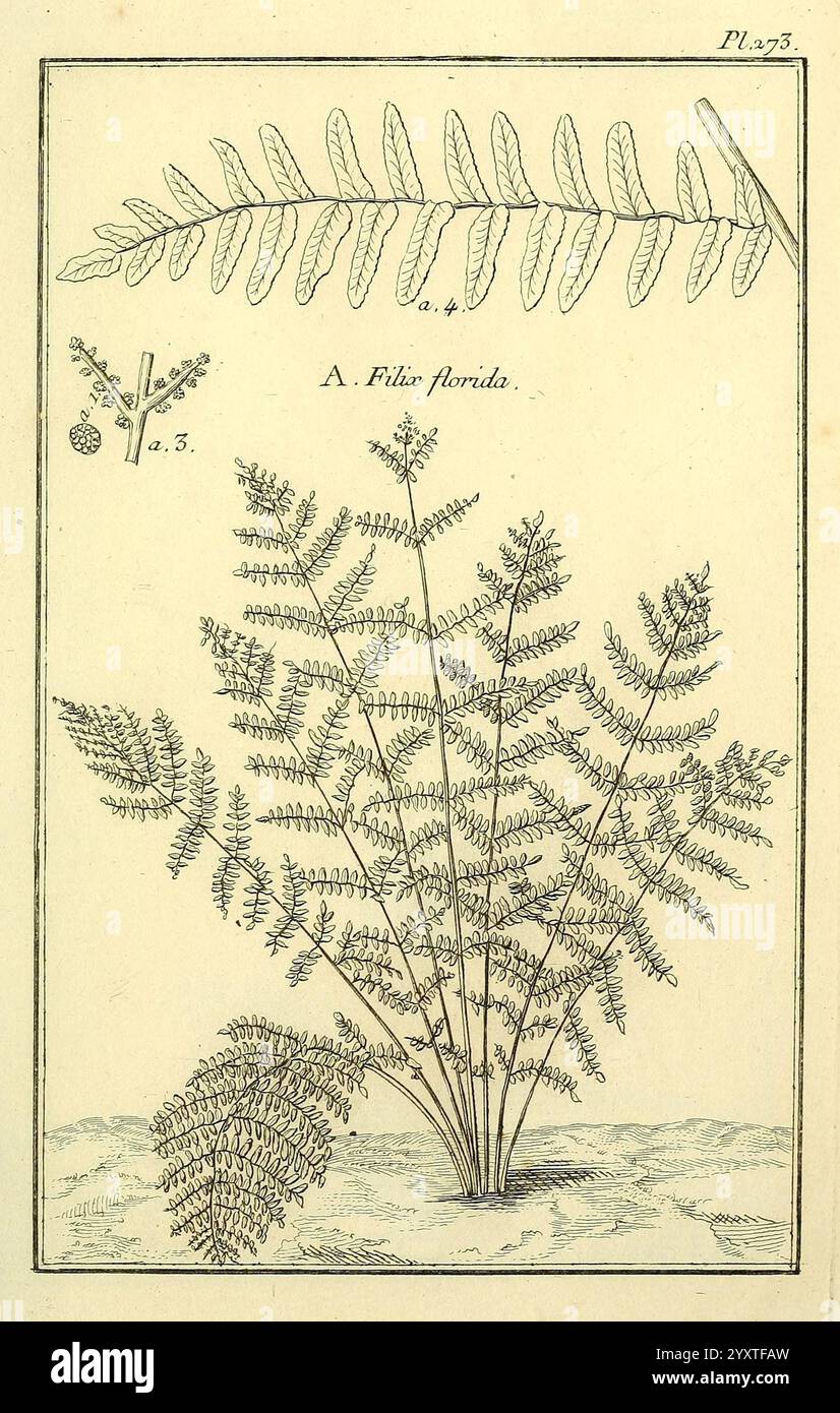 Fully developed fern plant depicted hi-res stock photography and images ...