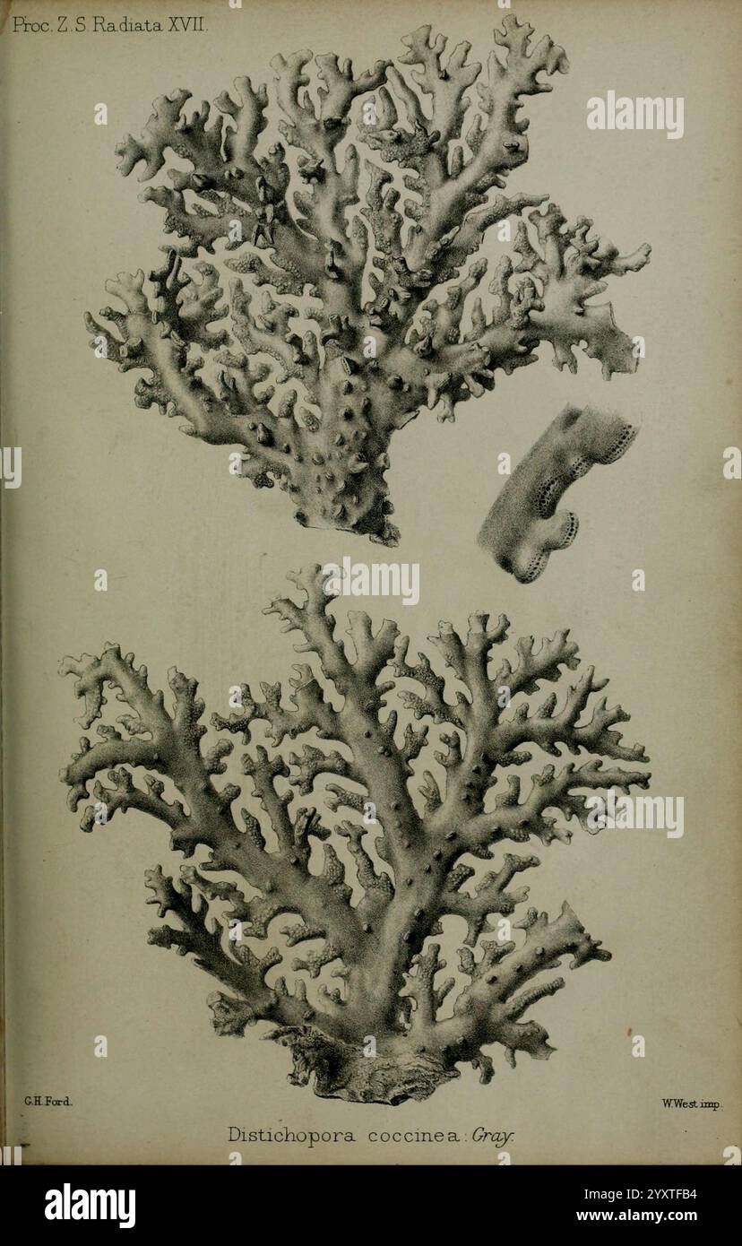 Distichopora coccinea hi-res stock photography and images - Alamy