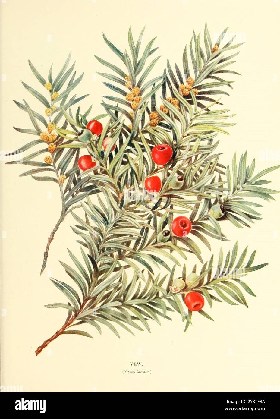 Trees, and, shrubs, of, the, British, Isles, London, Dent, 1909, botany ...