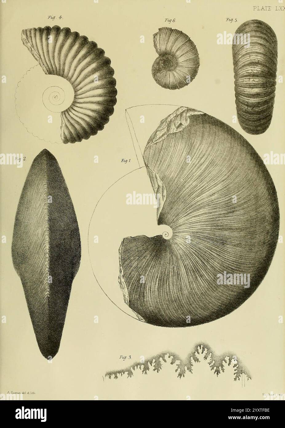 Monograph on the Lias Ammonites of the British Islands London, Printed ...
