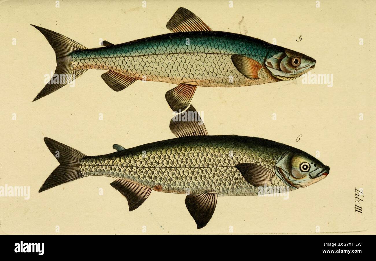 Slightly upturned mouth hi-res stock photography and images - Alamy