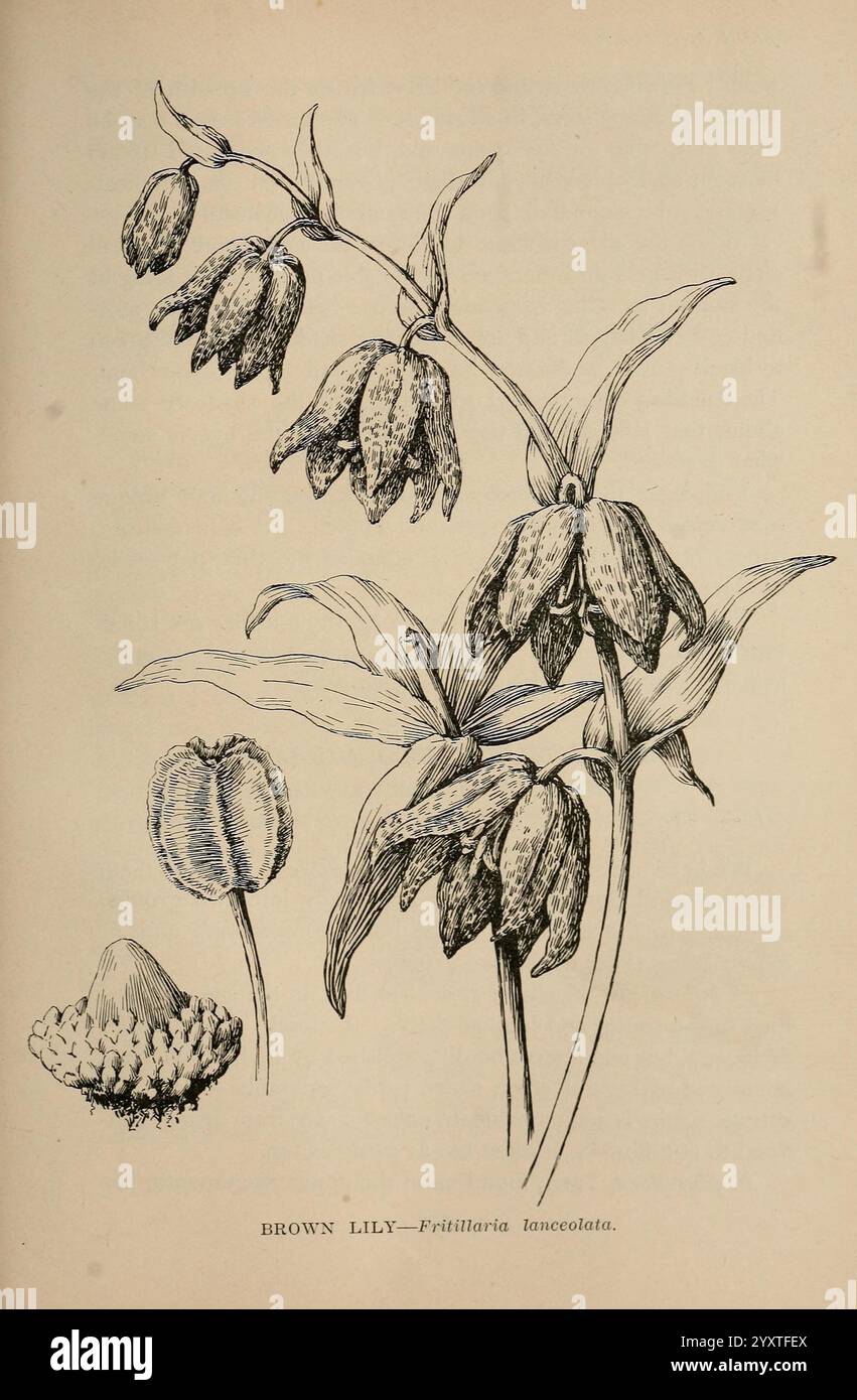 The wild flowers of California, San Francisco, Payot, Upham, & company ...