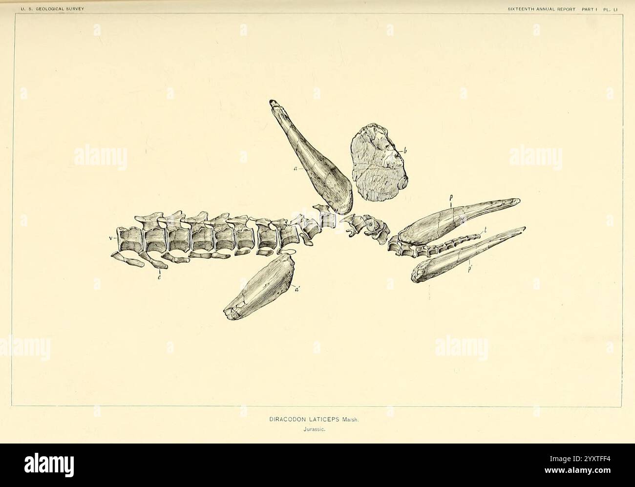 Whale skeleton illustration hi-res stock photography and images - Alamy