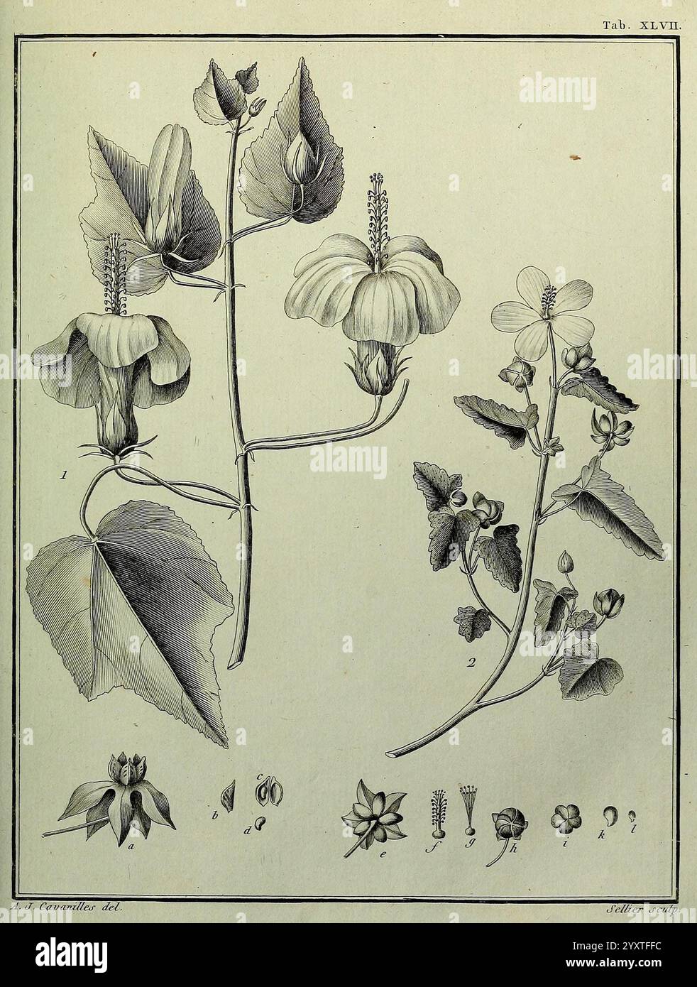 Detailed anatomical breakdown illustrates hi-res stock photography and ...