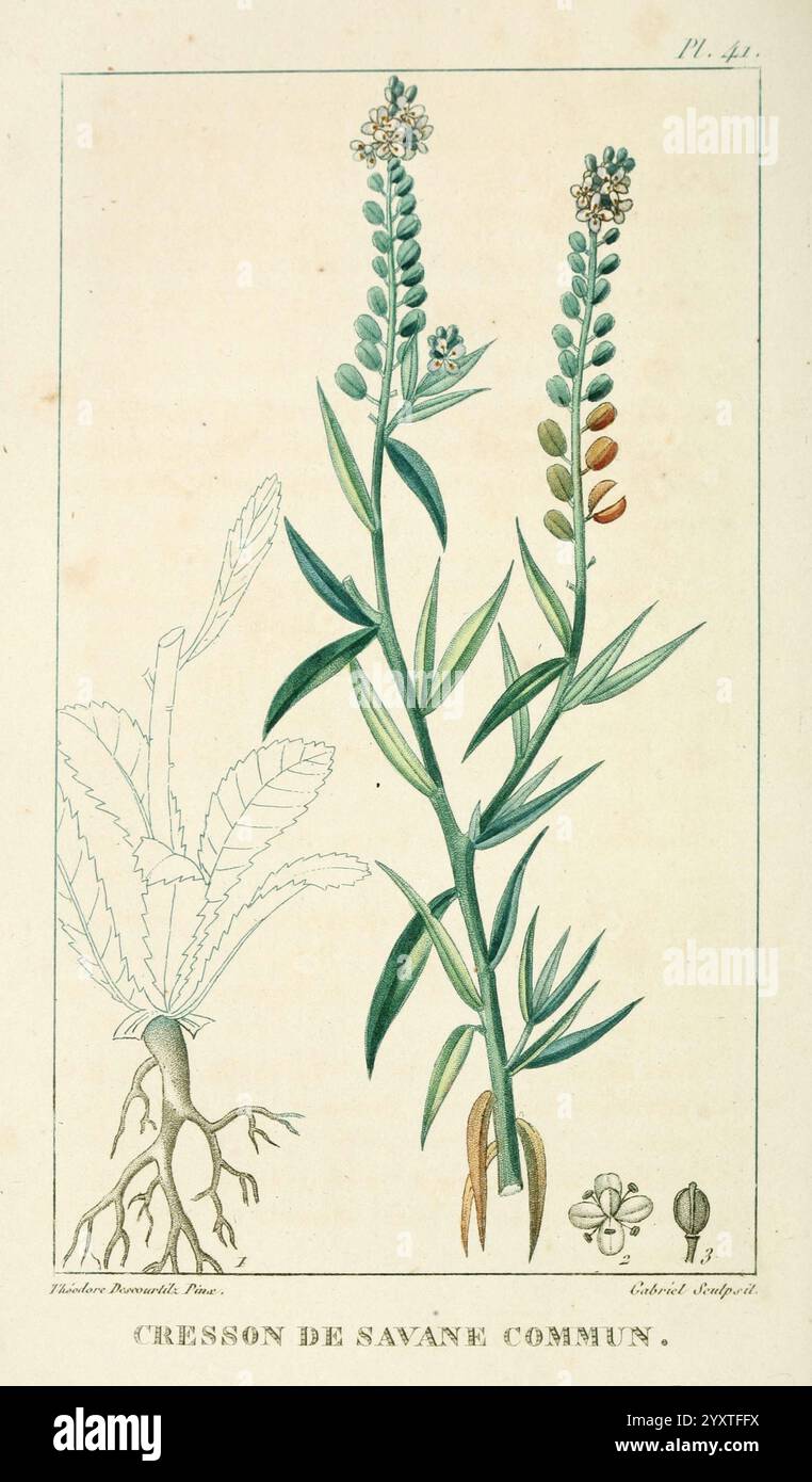 Flore pittoresque et médicale des Antilles v.1, Paris, Pichard, 1821 ...