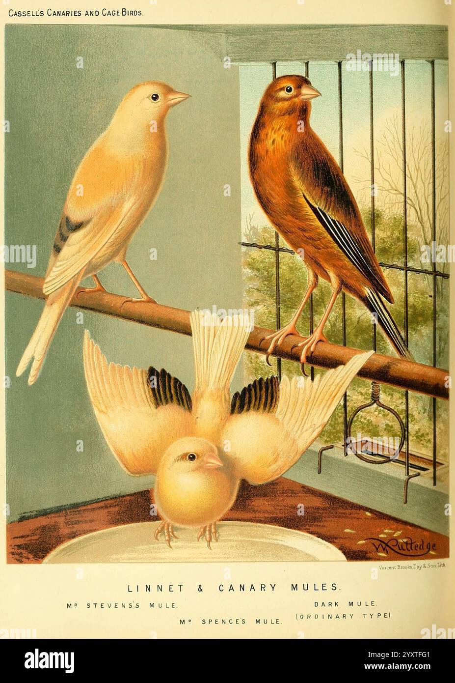 The illustrated book of canaries and cage-birds, British and foreign ...