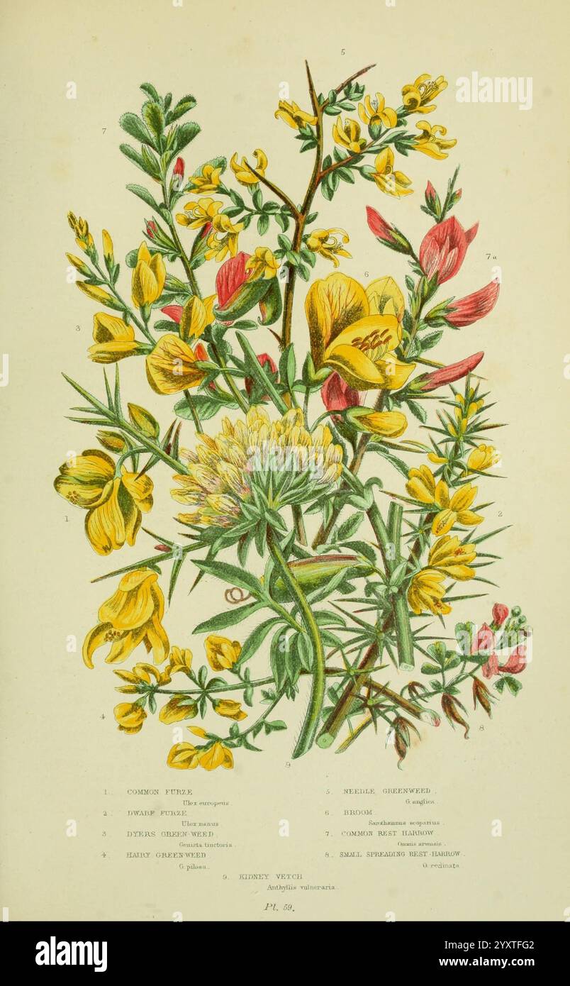 The, flowering, plants, grasses, sedges, ferns, of, Great Britain ...
