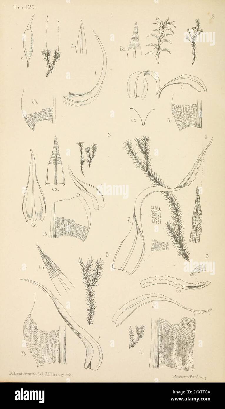 Complex branching forms hi-res stock photography and images - Alamy