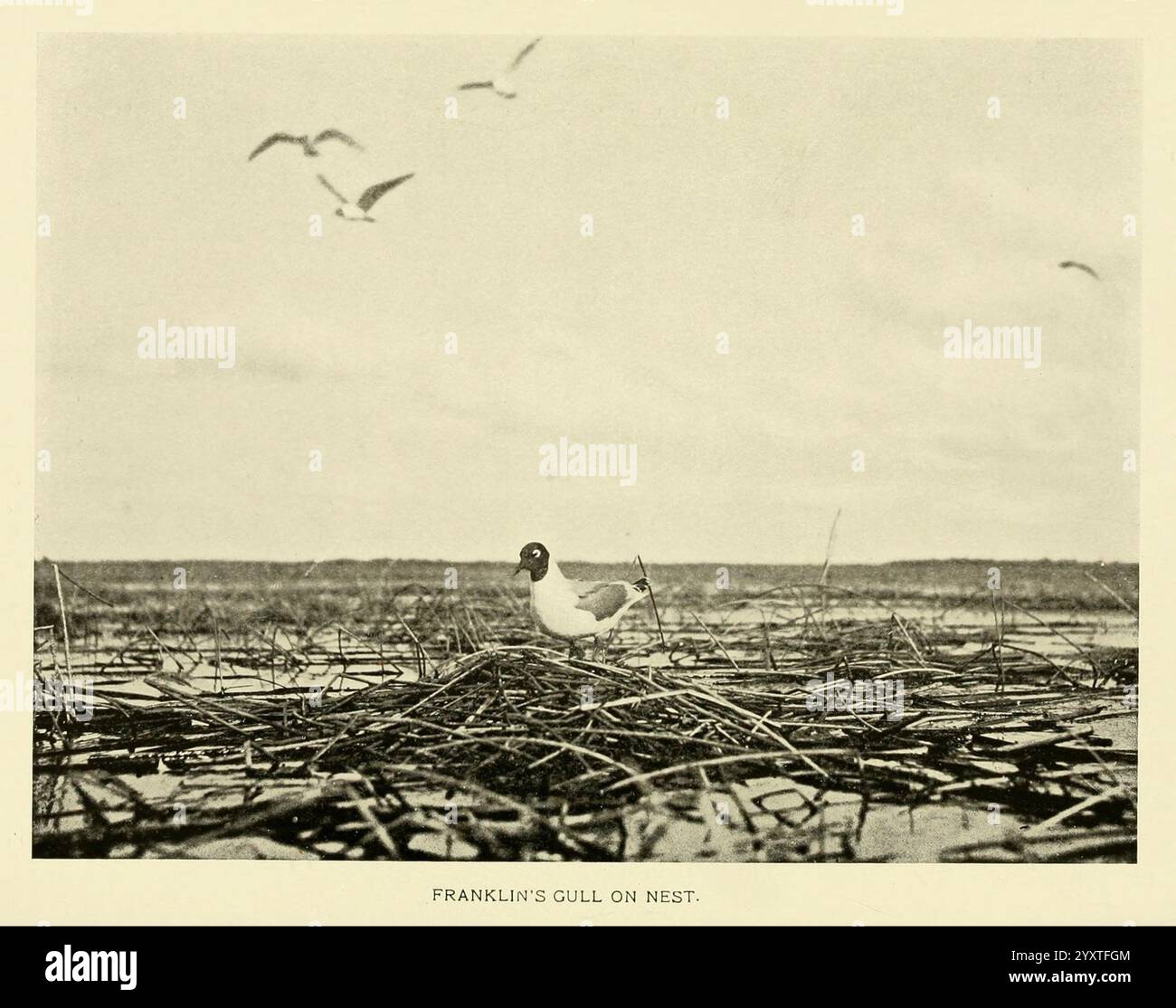 Focus draws attention hi-res stock photography and images - Alamy