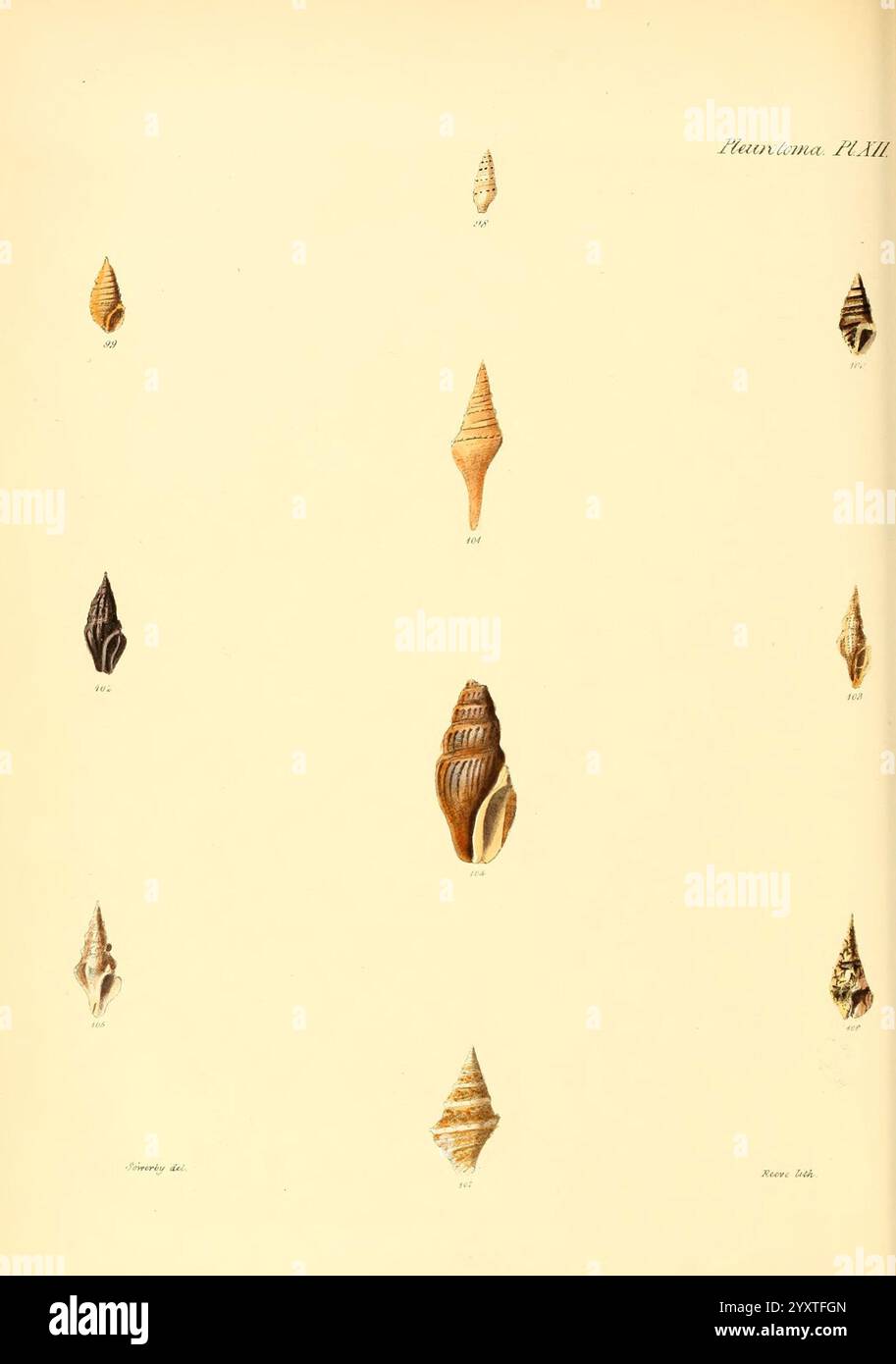 Conchologia iconica, Illustrations of the shells of molluscous animals ...