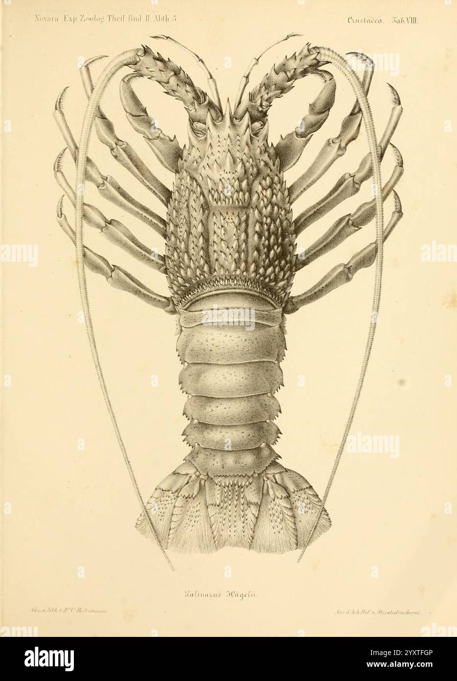 Spiny Lobster Anatomy