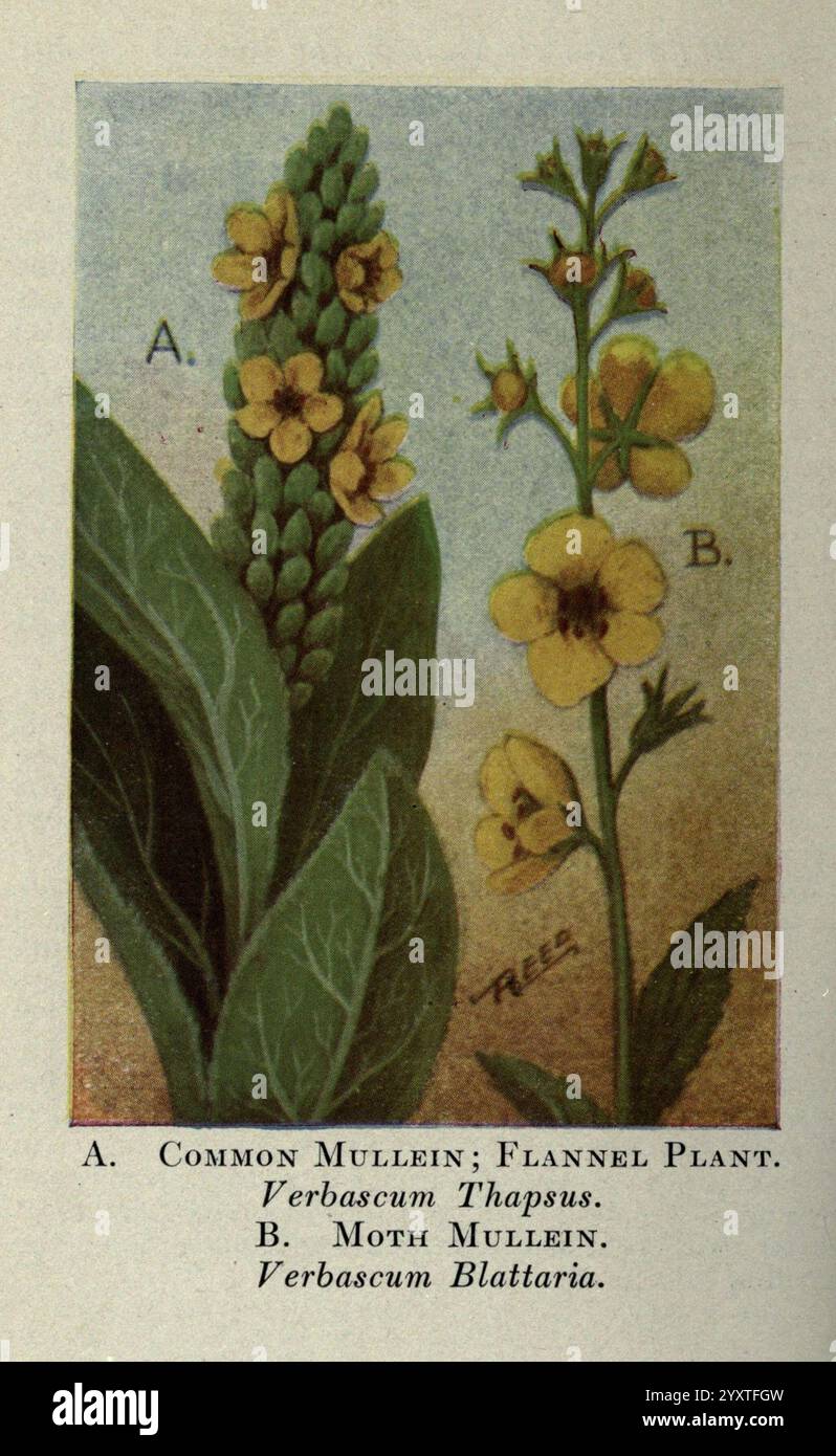 Wild flowers East of the Rockies New York Doubleday Page, 1910 United ...