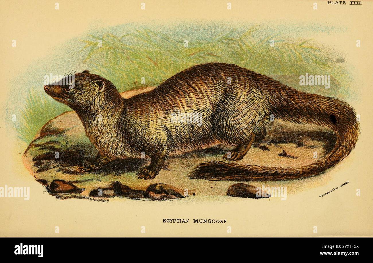 A handbook to the Carnivora, London, E. Lloyd, 1896, mongoose ...