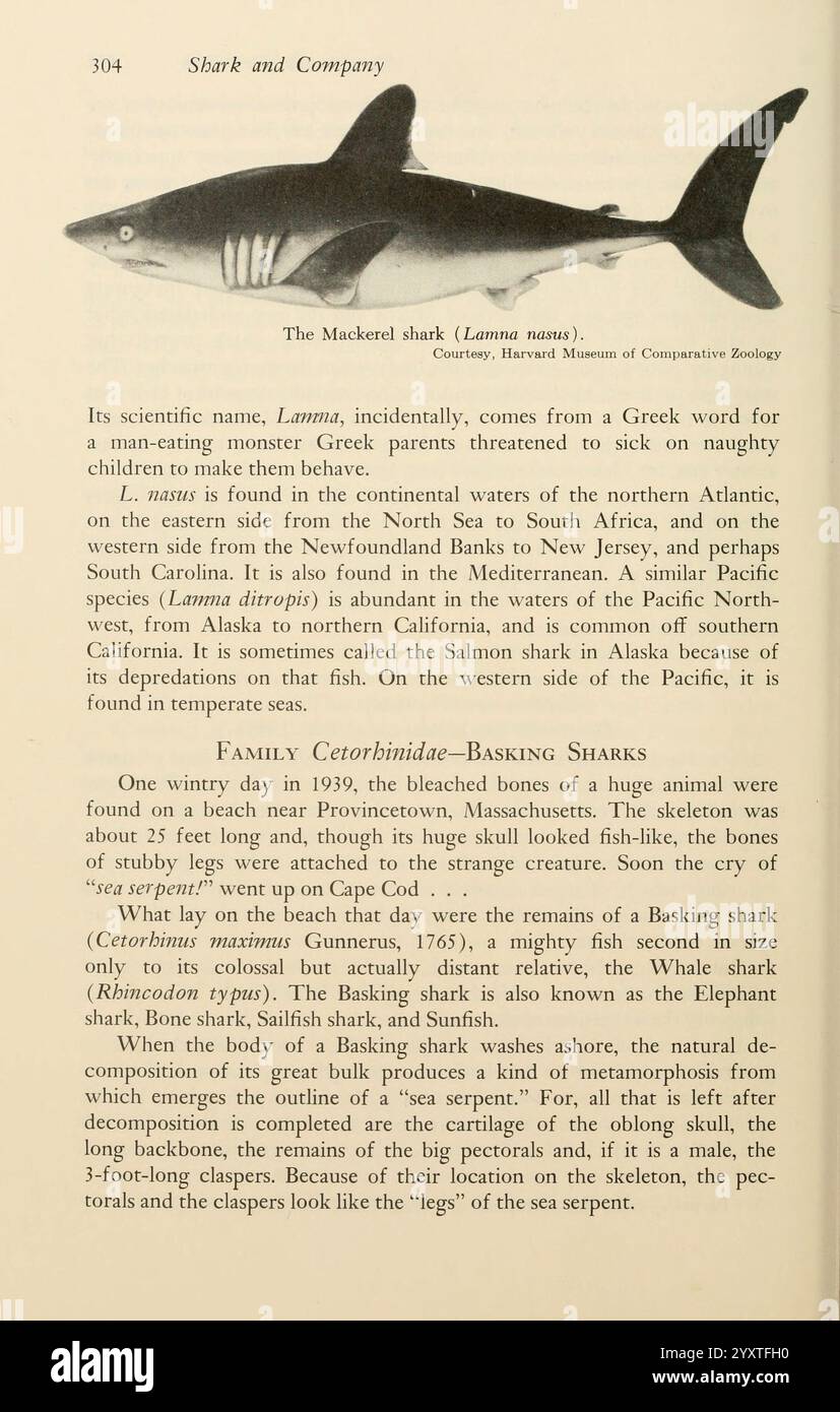 Sharks characteristics hi-res stock photography and images - Alamy