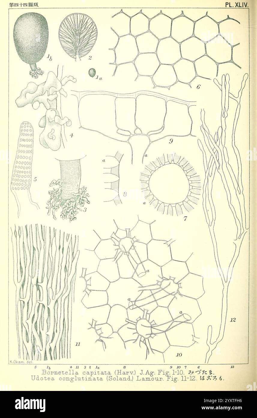 Icones of Japanese algae. Tokyo, Kazamashobo 1907-1942, algae, botany ...