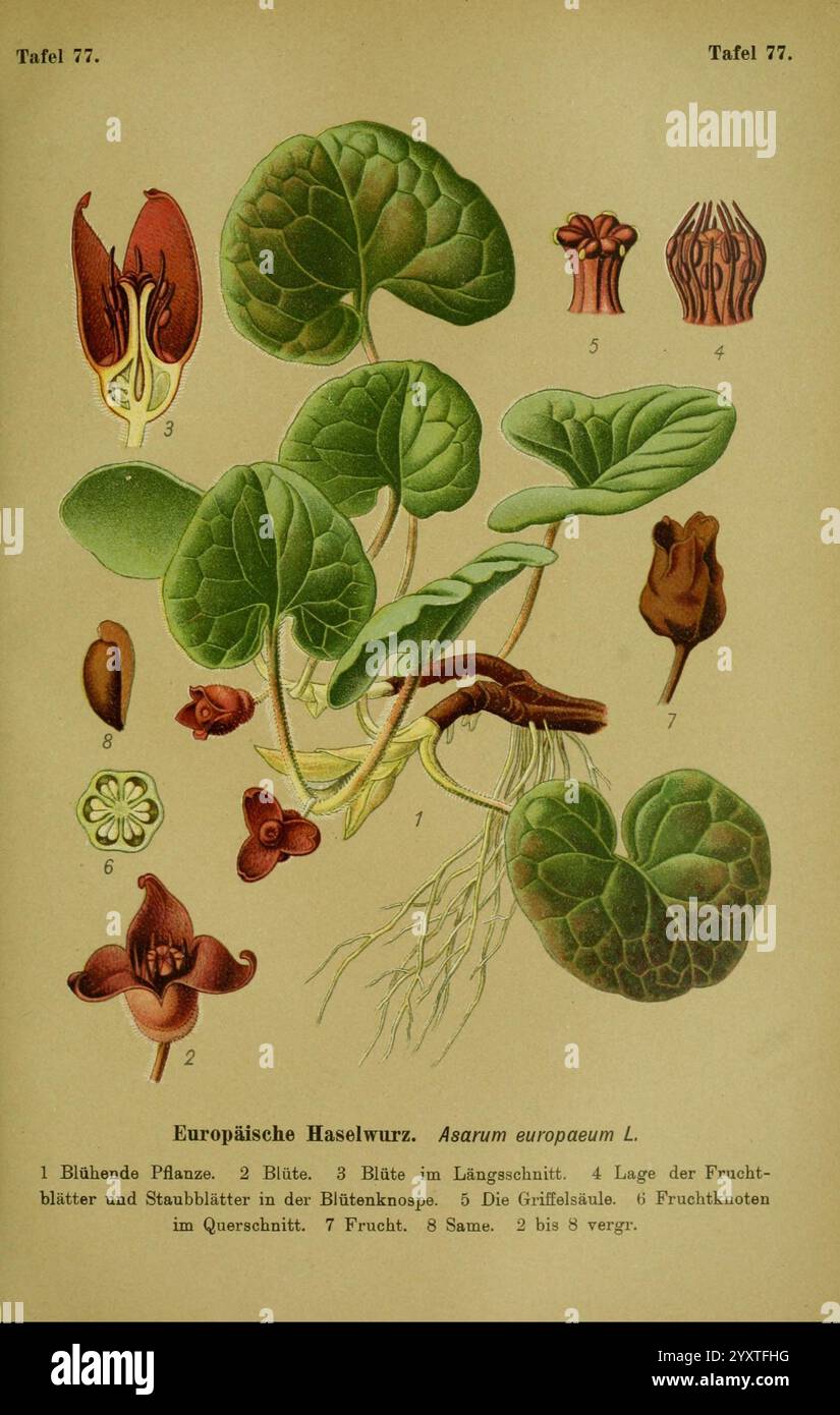 Die, Giftpflanzen, Deutschlands, Braunschweig, F. Vieweg, 1910, Germany ...