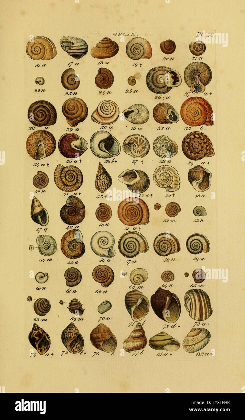 Exhibits unique characteristics hi-res stock photography and images - Alamy