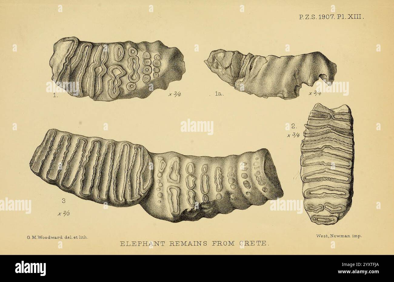 Highlighting distinct patterns hi-res stock photography and images - Alamy