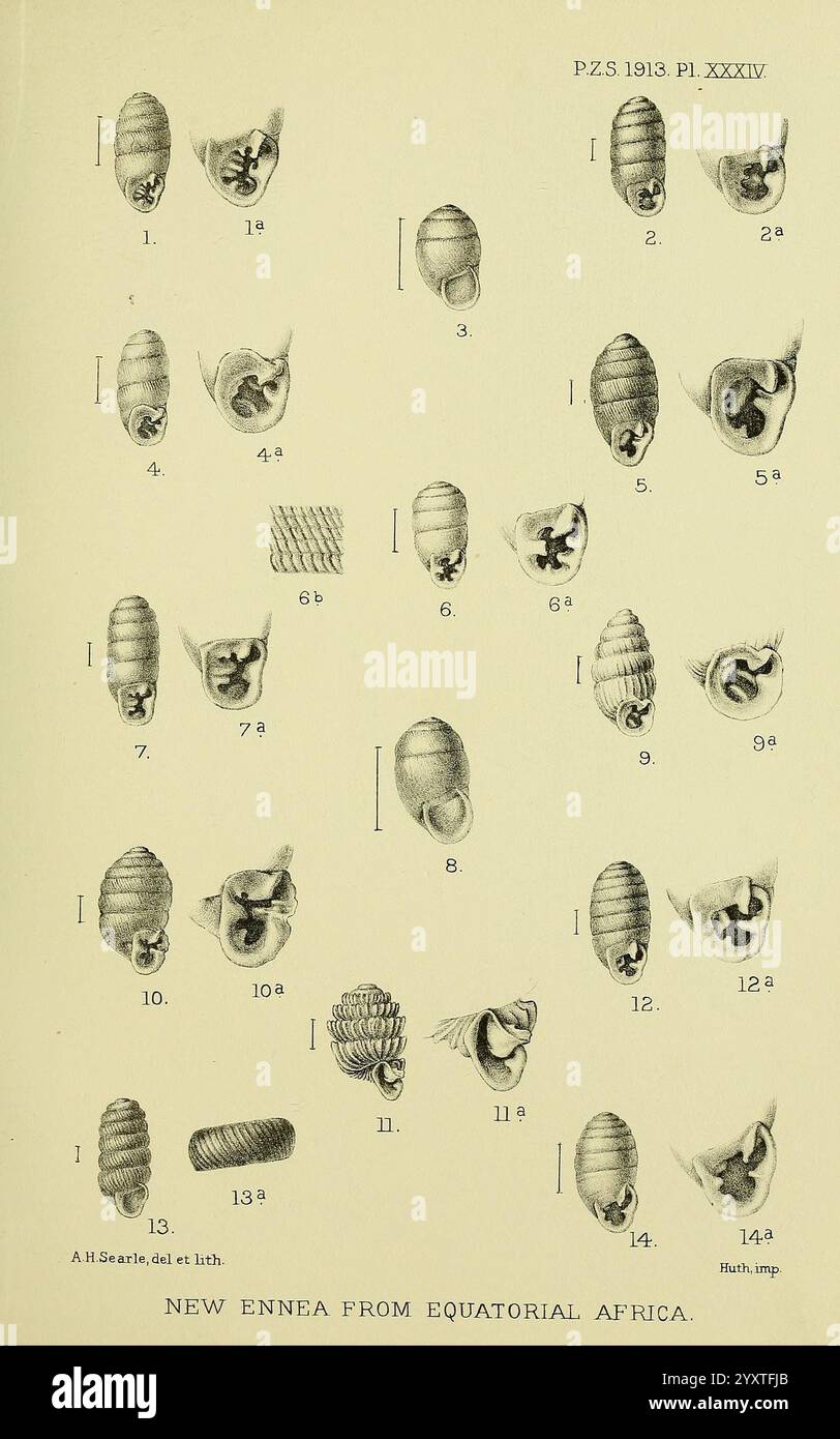 Featuring various shell structures hi-res stock photography and images ...