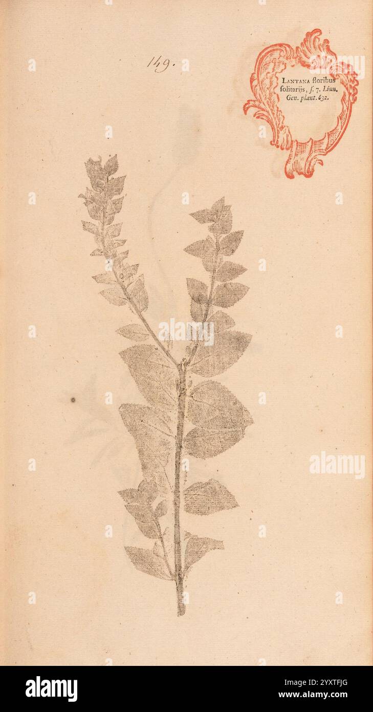 Flora Berolinensis, Berlin, Die Schule, 1757-1758. lantana africana ...
