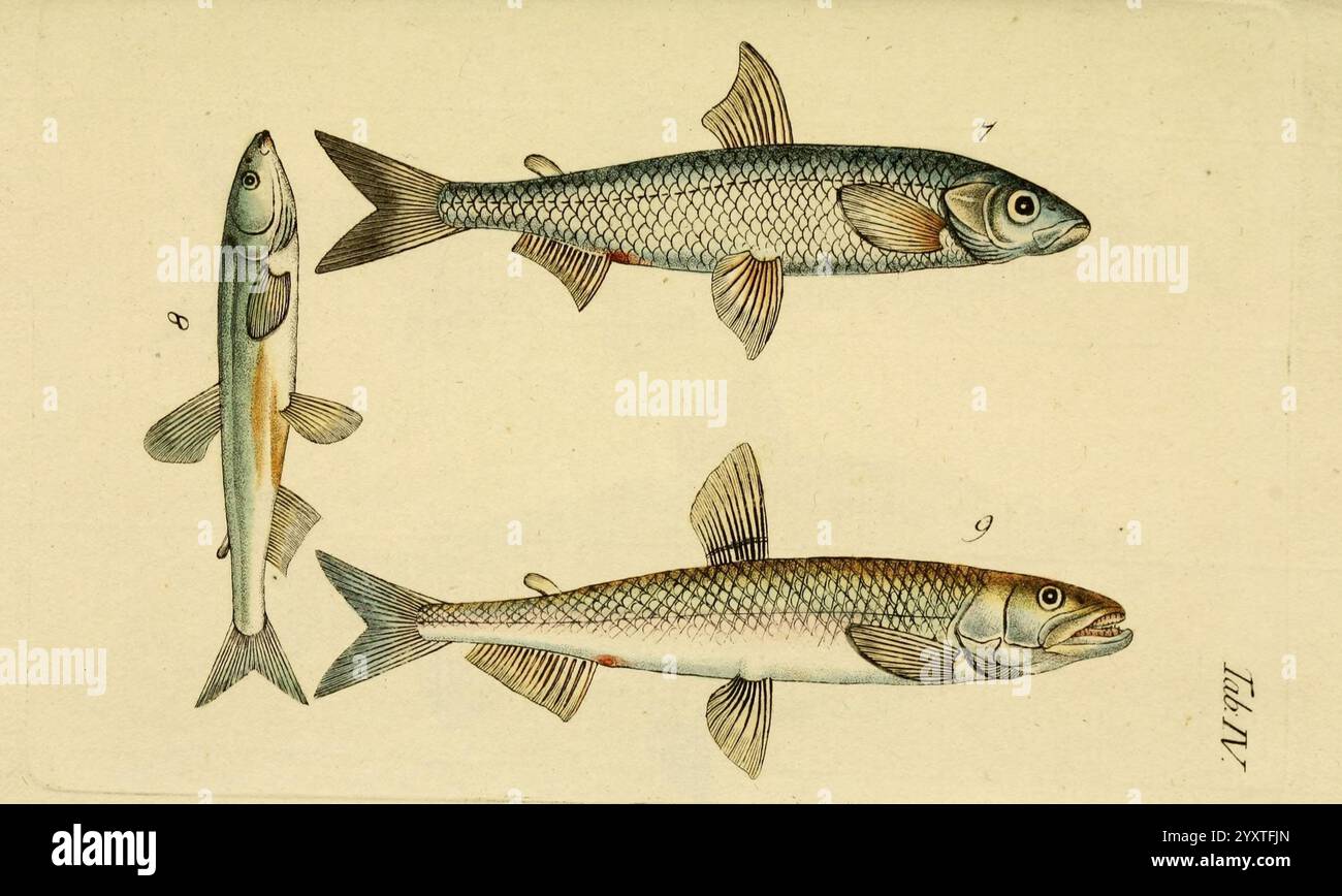 Fish prominently displays hi-res stock photography and images - Alamy