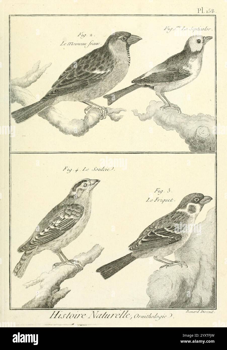 Tableau encyclopédique et méthodique des trois règnes de la nature A ...