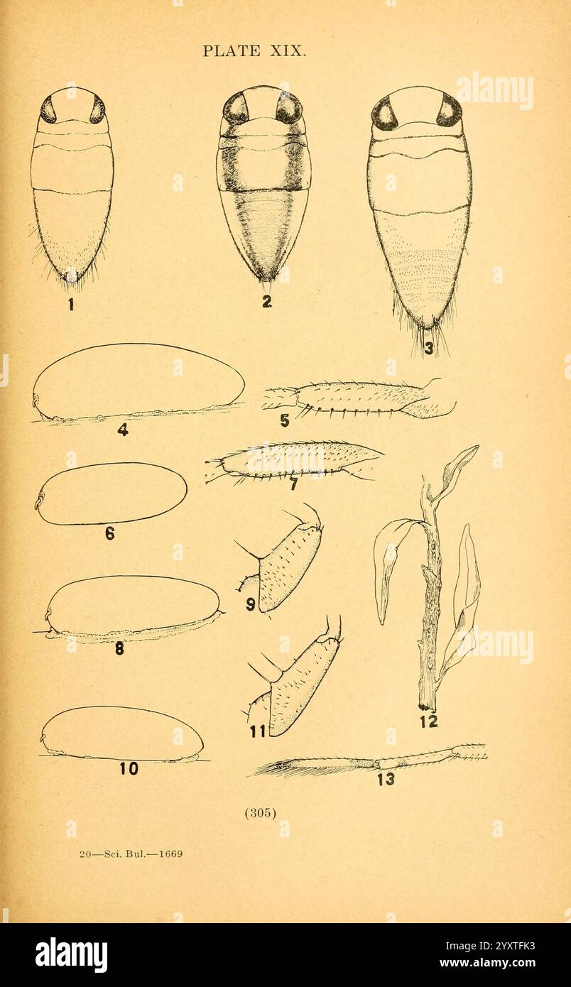 Middle section displays different developmental stages hi-res stock ...