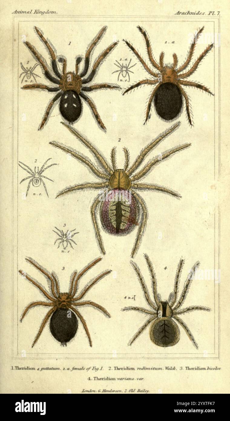 The animal kingdom, arranged according to its organization London, G ...